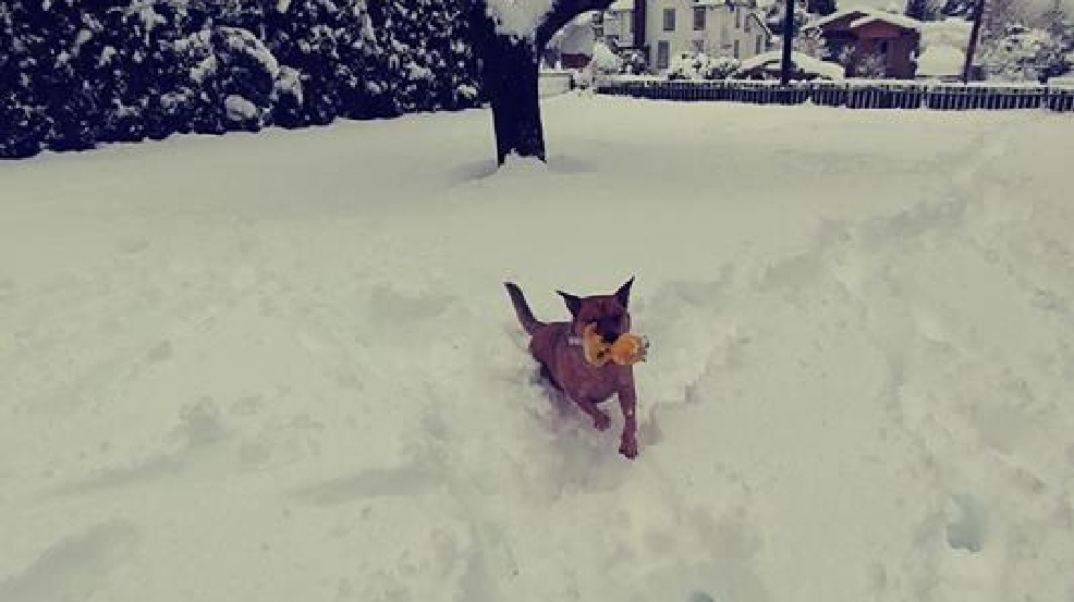 Photos: Pets love snow days too | KOMO