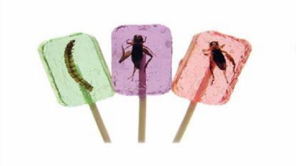 Science Museum hosts edible insect tasting, 'Bug Buffet' | WSET