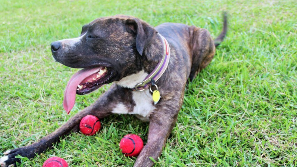 From the streets to the police force: Rescue dog becomes narcotics dog ...