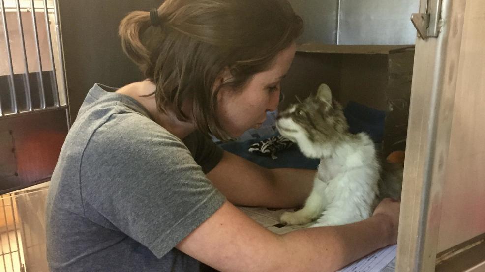 Cat shot by crossbow in Tompkins Co. survives, soon to go home with ...