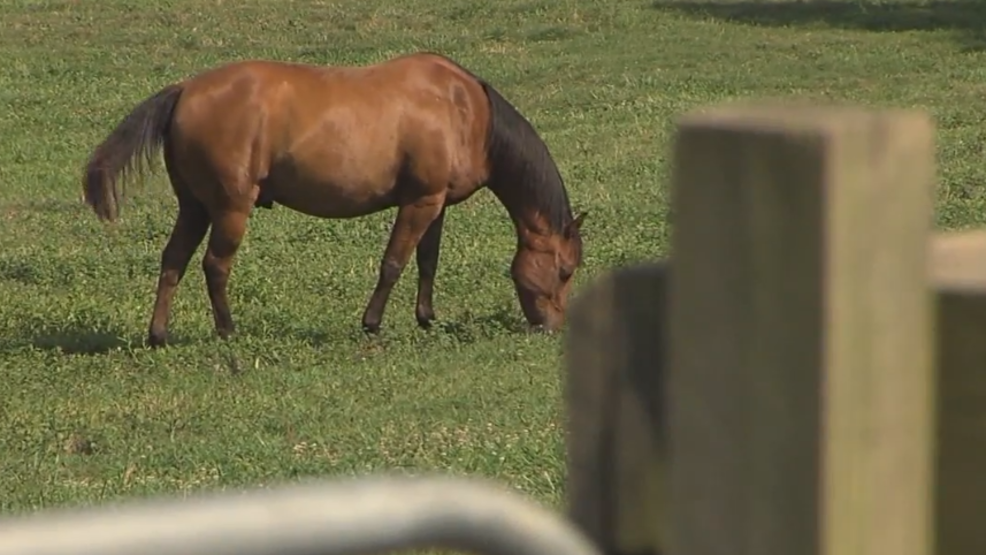 Horse neglect and abuse complaints under investigation | WBMA