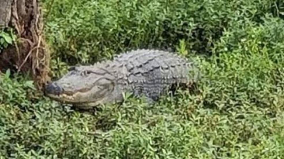 Wildlife officials confirm alligator sighting in Sherwood | KATV
