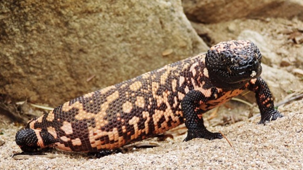 7th graders want to make Gila monster Utah state reptile | KUTV