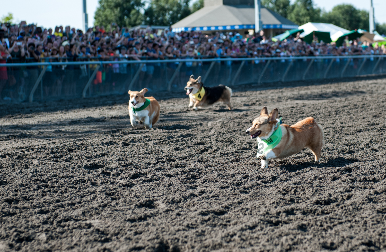 Photos: Corgis take to the tracks at Emerald Downs | Seattle Refined