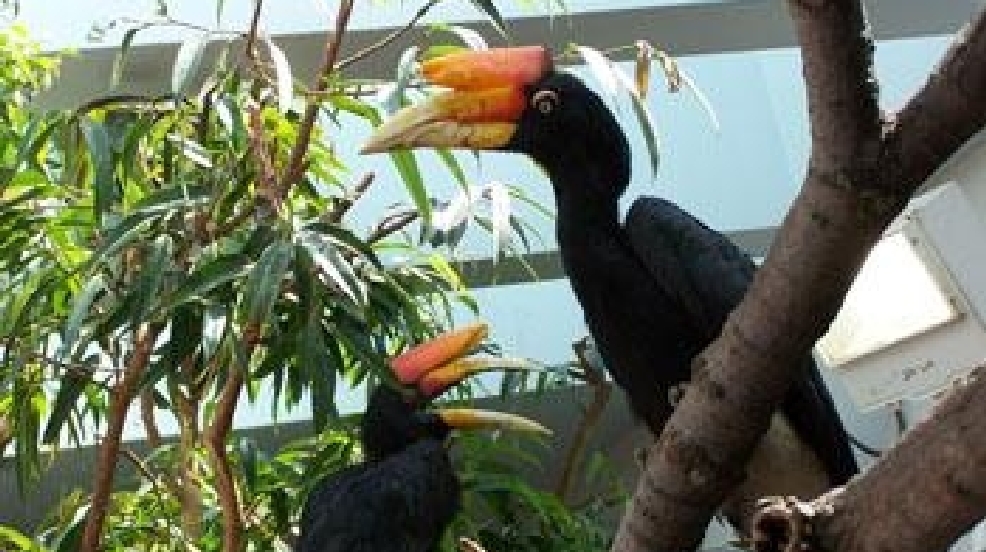 World's most distinctive birds at the Toledo Zoo | WNWO
