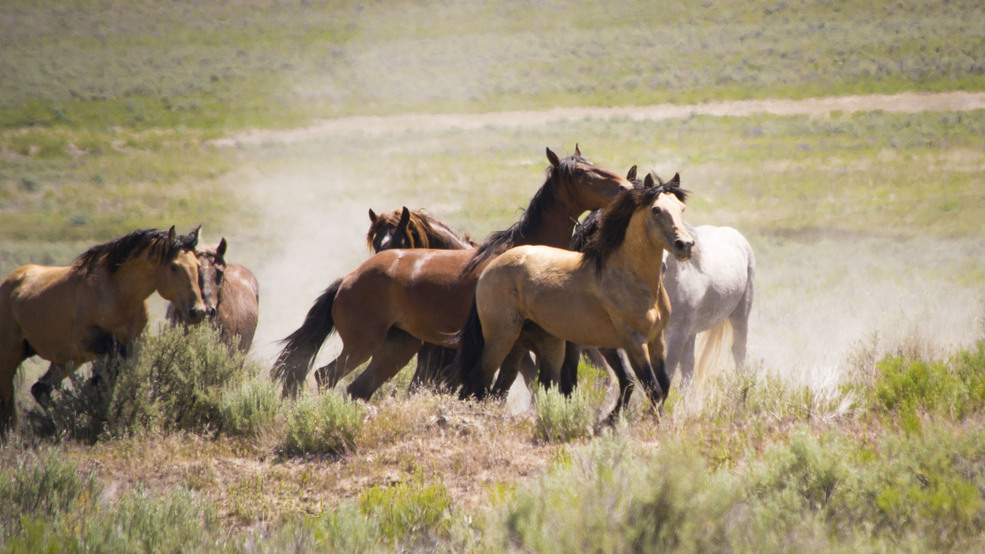 Wanted: More pastures for West's overpopulated wild horses | KATU